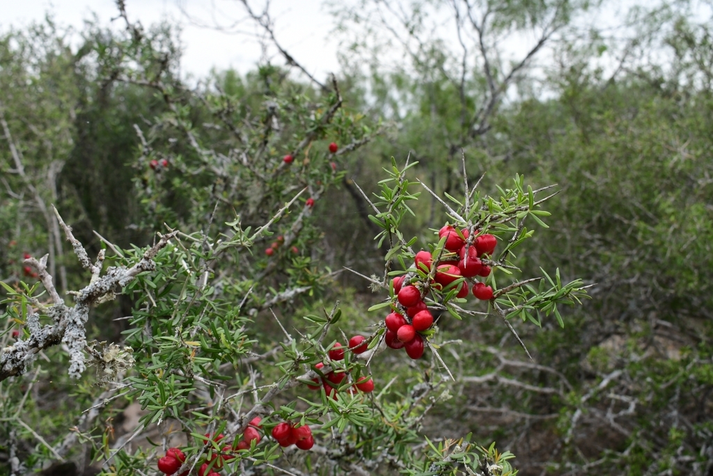 Amargosa in May 2023 by Joey Santore · iNaturalist