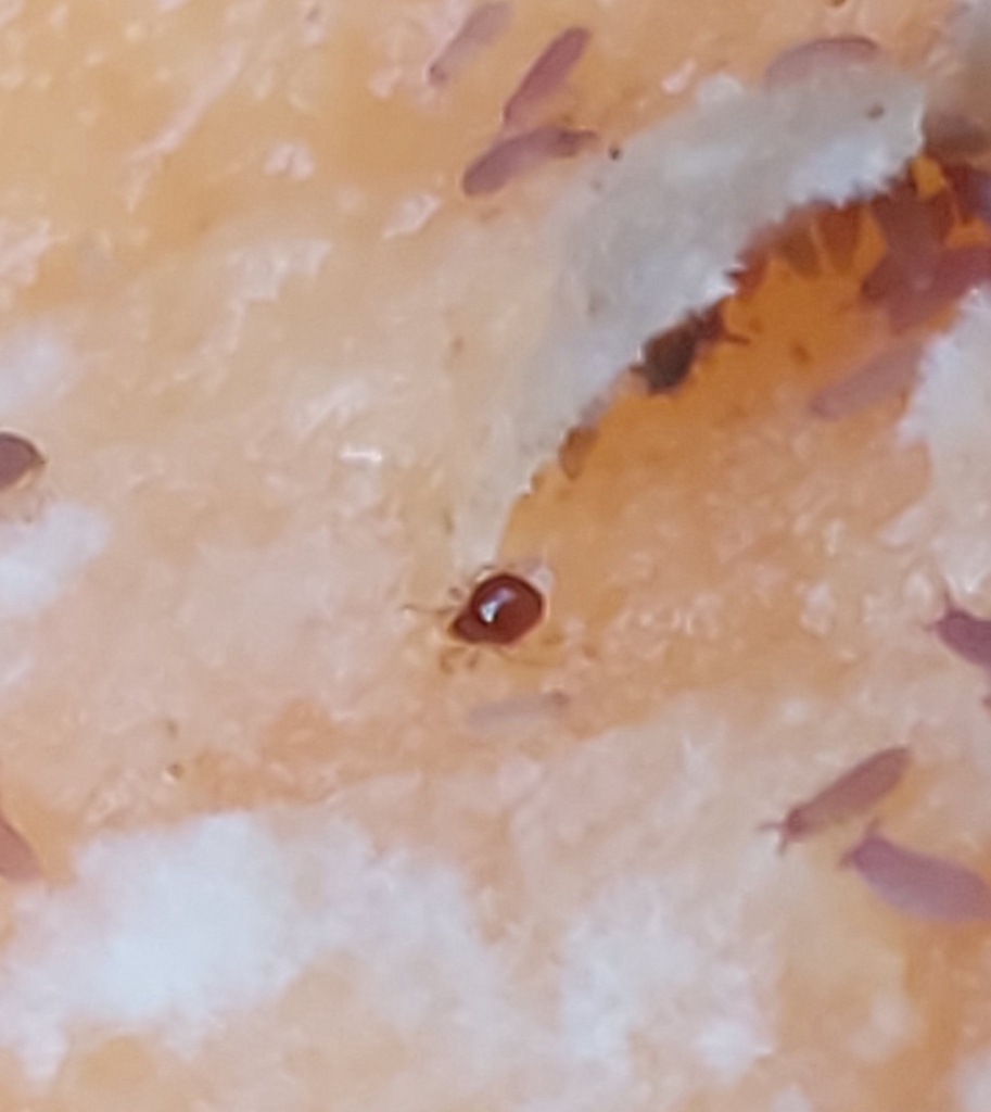 beetle mites from Calne SN11, UK on May 22, 2023 at 05:31 PM by Steve ...