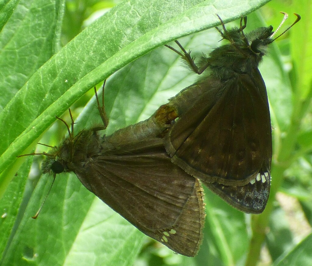 Horace's Duskywing from River Rd. Preserve: Putnam County, FL, USA on ...