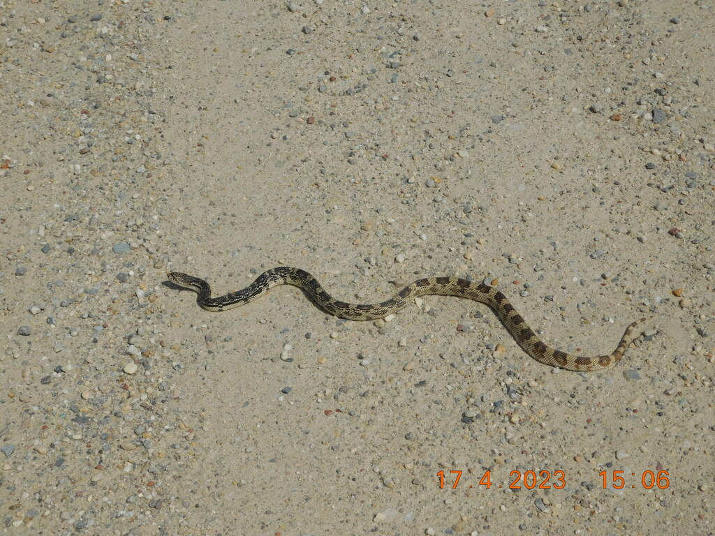 Northern Pine Snake in April 2023 by Douglas McNair. Rhine-Luzon Drop ...
