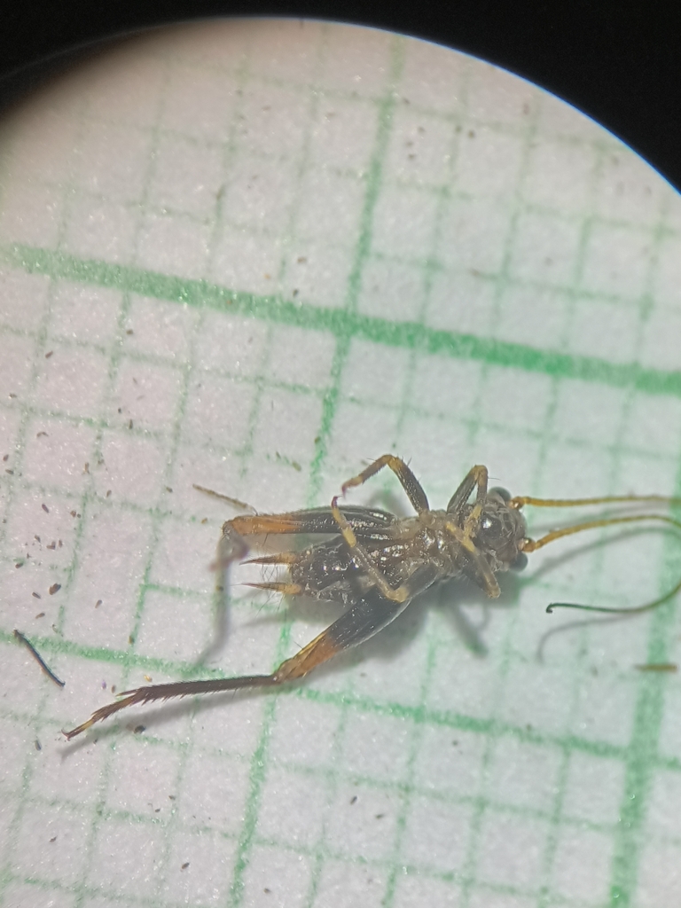 Grasshoppers, Crickets, and Katydids from Villavicencio, Meta, Colombia ...