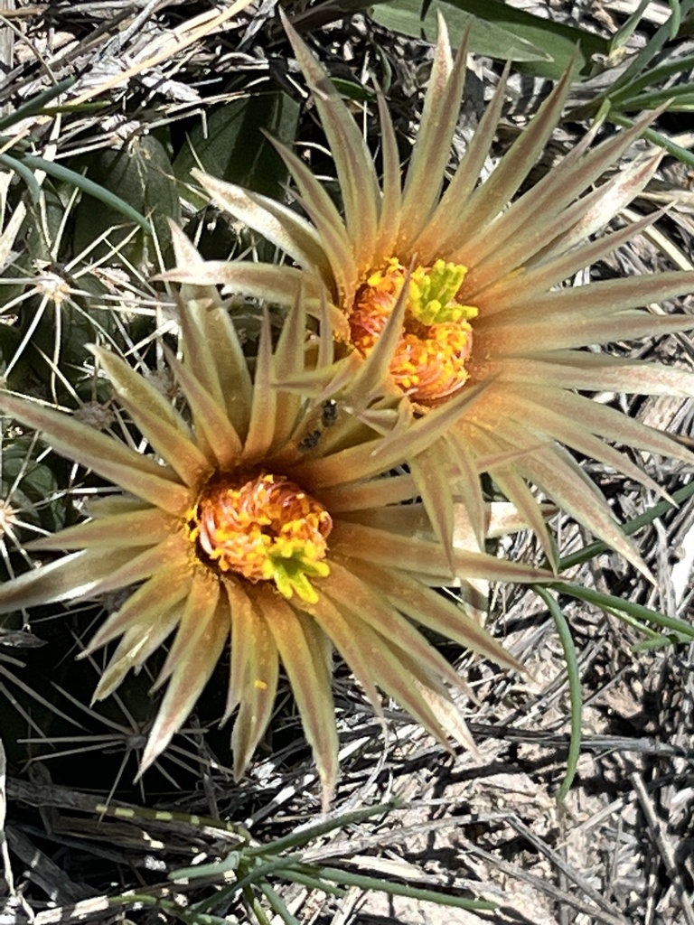 Missouri Foxtail Cactus from Guymon, OK, US on May 16, 2023 at 03:06 PM ...