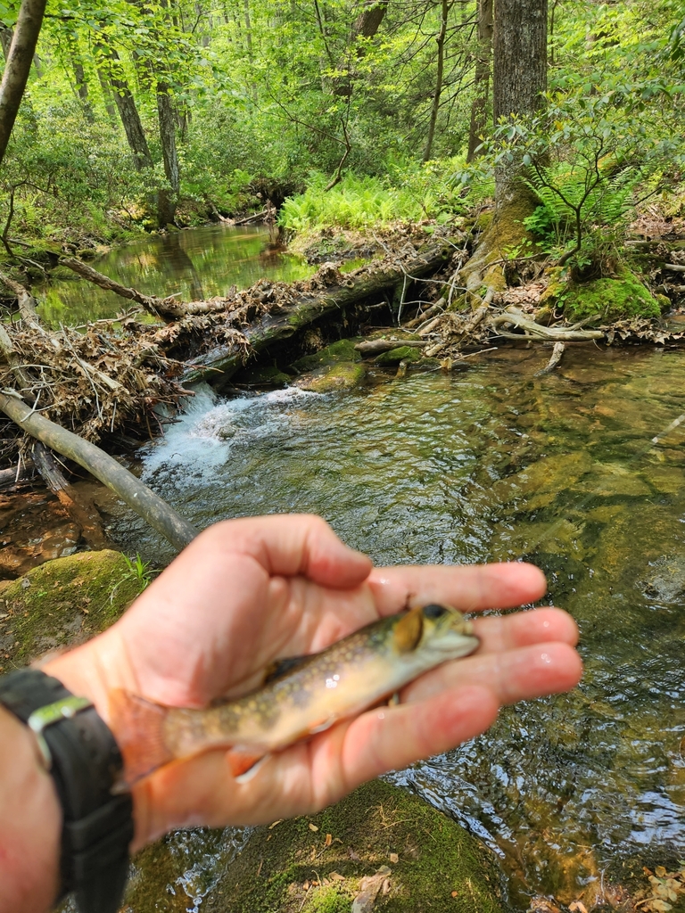 Brook Trout from Beaver Township, PA, USA on May 22, 2023 at 01:04 PM ...