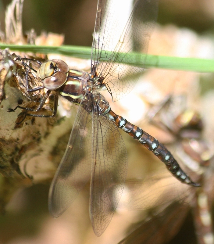 Springtime Darner from Tweed, ON, Canada on May 22, 2023 at 12:17 PM by ...