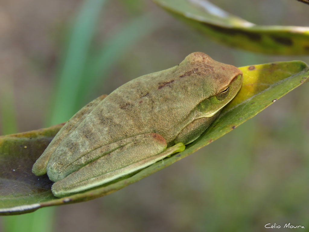 Chaco Tree Frog from Iguatu - CE, Brasil on 25 April, 2023 at 07:29 AM ...