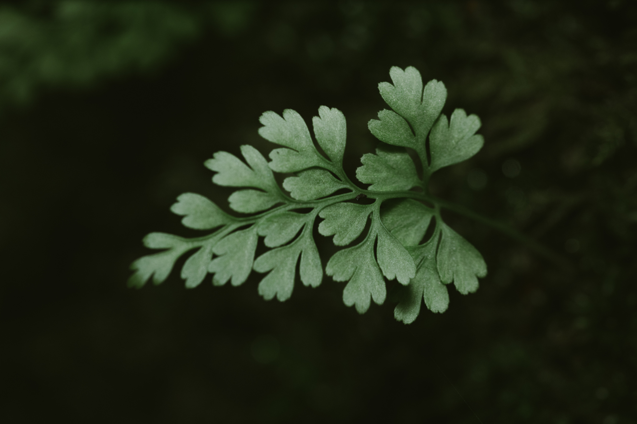 Asplenium dareoides Desv.