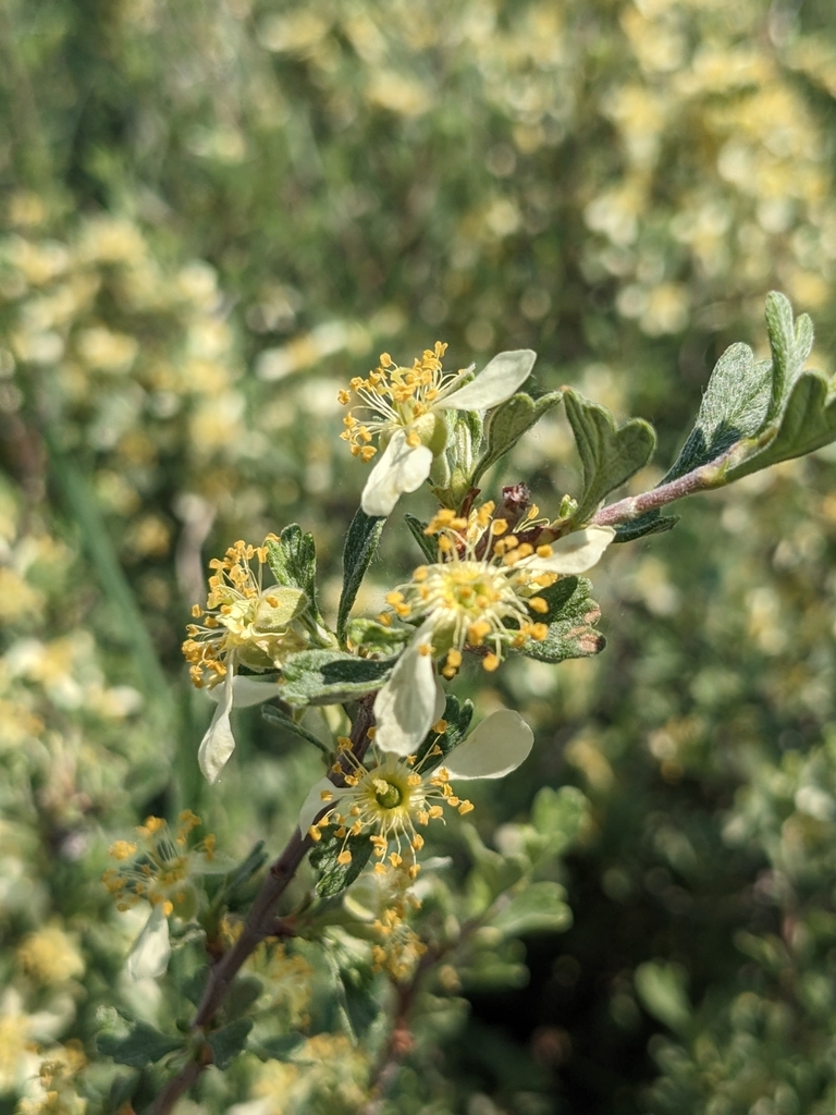 Antelope Bitterbrush from Herriman, UT 84096, USA on May 21, 2023 at 02 ...