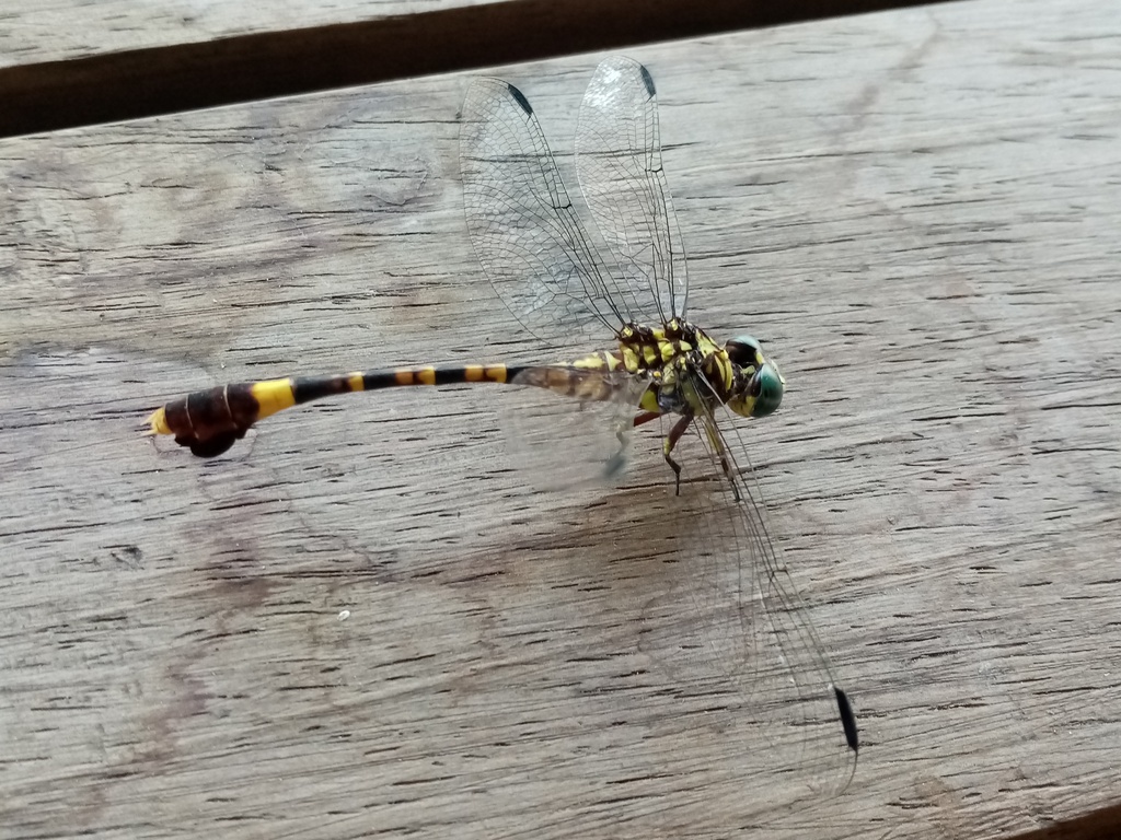 Clubtails from Pebane, Mozambique on November 18, 2021 at 12:41 PM by ...