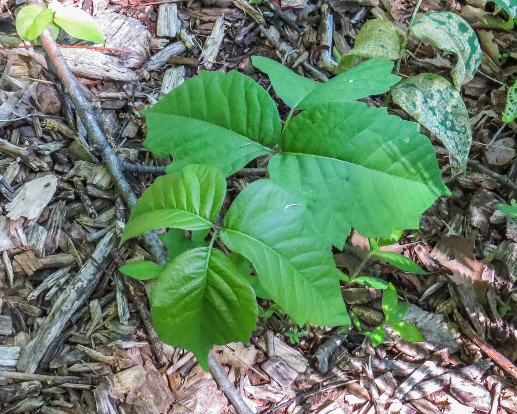 western poison ivy from 3675 Arboretum Dr, Chaska, MN 55318, USA on May ...