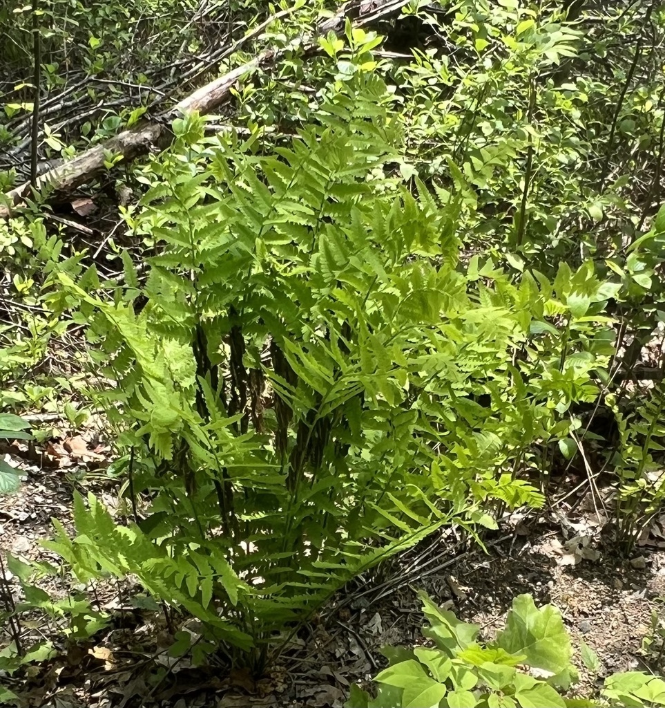 interrupted fern from Natchaug State Forest, Hampton, CT, US on May 21 ...