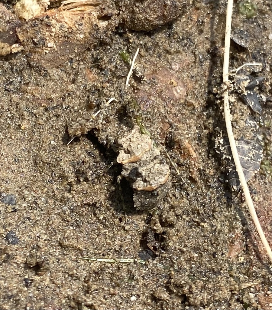 Big-eyed Toad Bug from George Washington & Jefferson National Forests ...