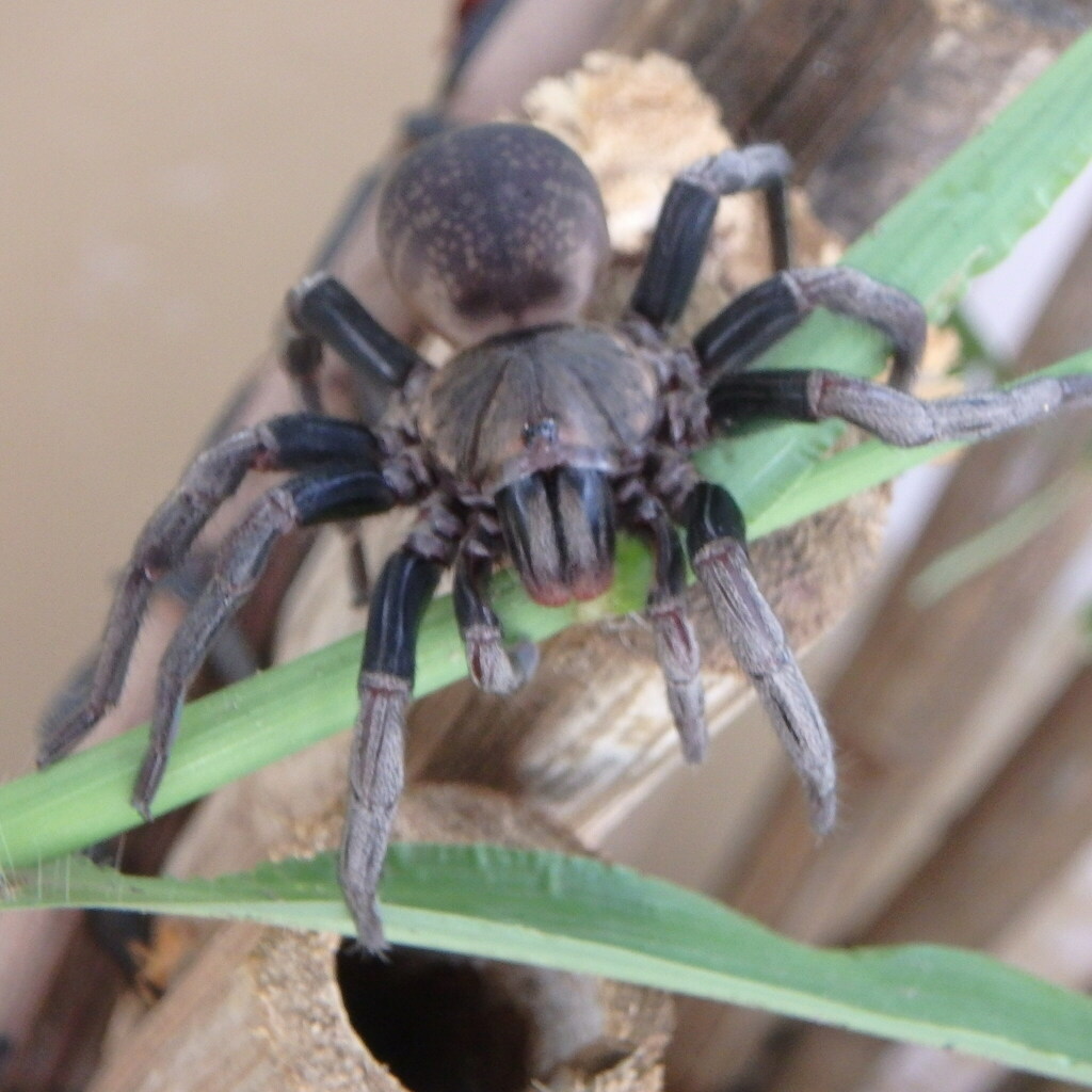 Brushfooted Trapdoor Spiders from Mecula, Mozambique on February 3 ...