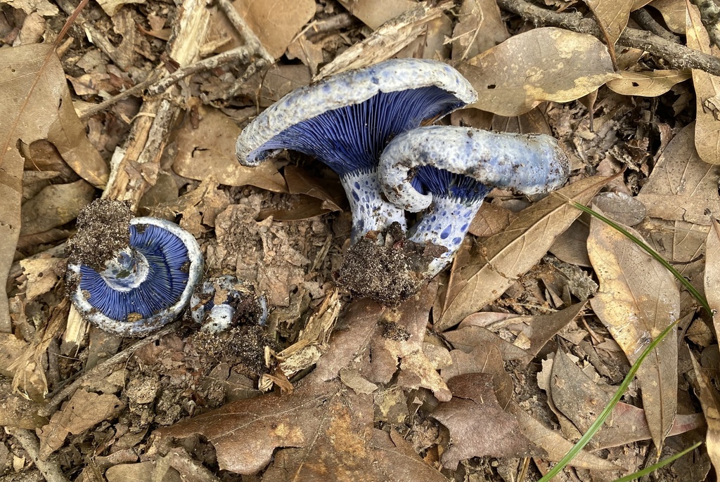 indigo milk cap from Canton, TX, US on May 20, 2023 at 02:24 PM by ...