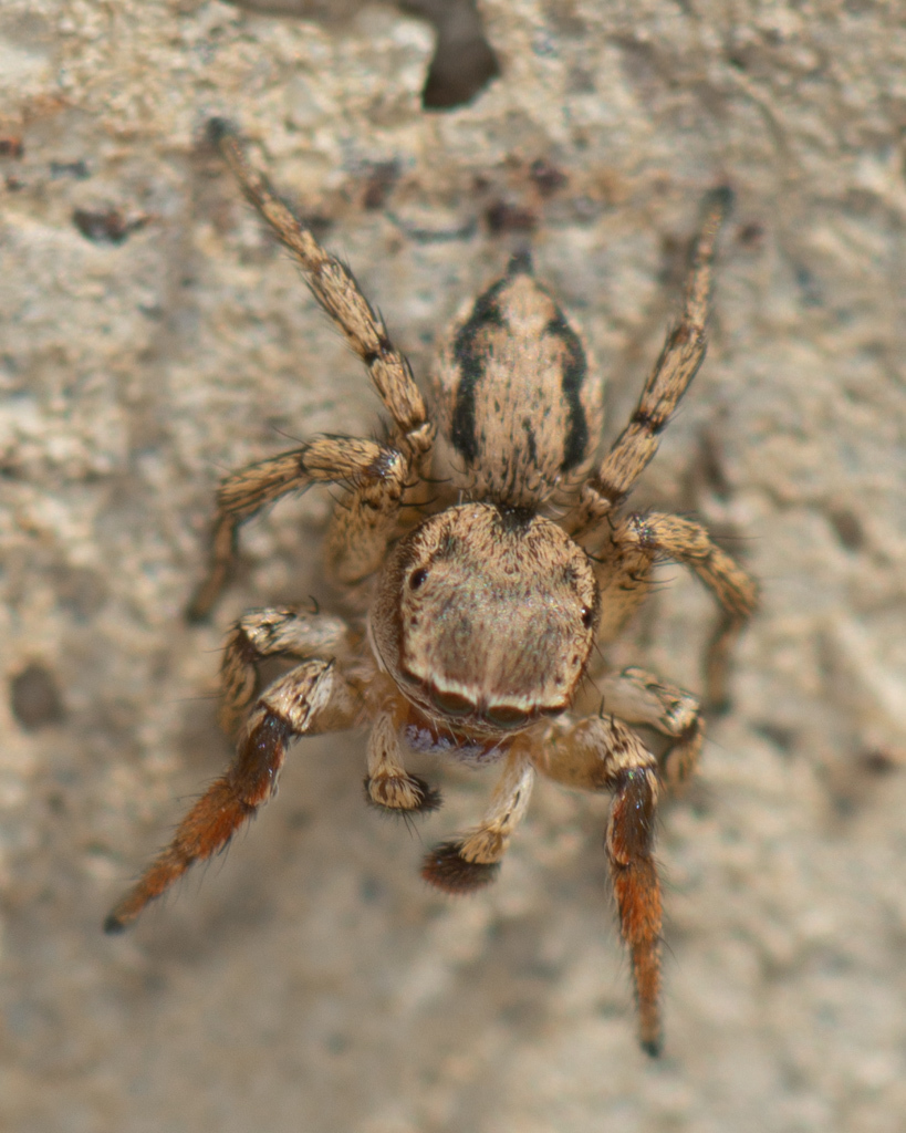 Texas Paradise Spider (TN Jumping Spiders) · iNaturalist