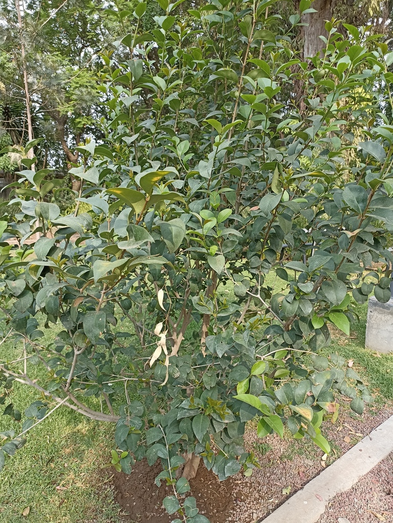 tree privet from Viveros Revolucion, 36699 Irapuato, Gto., México on ...