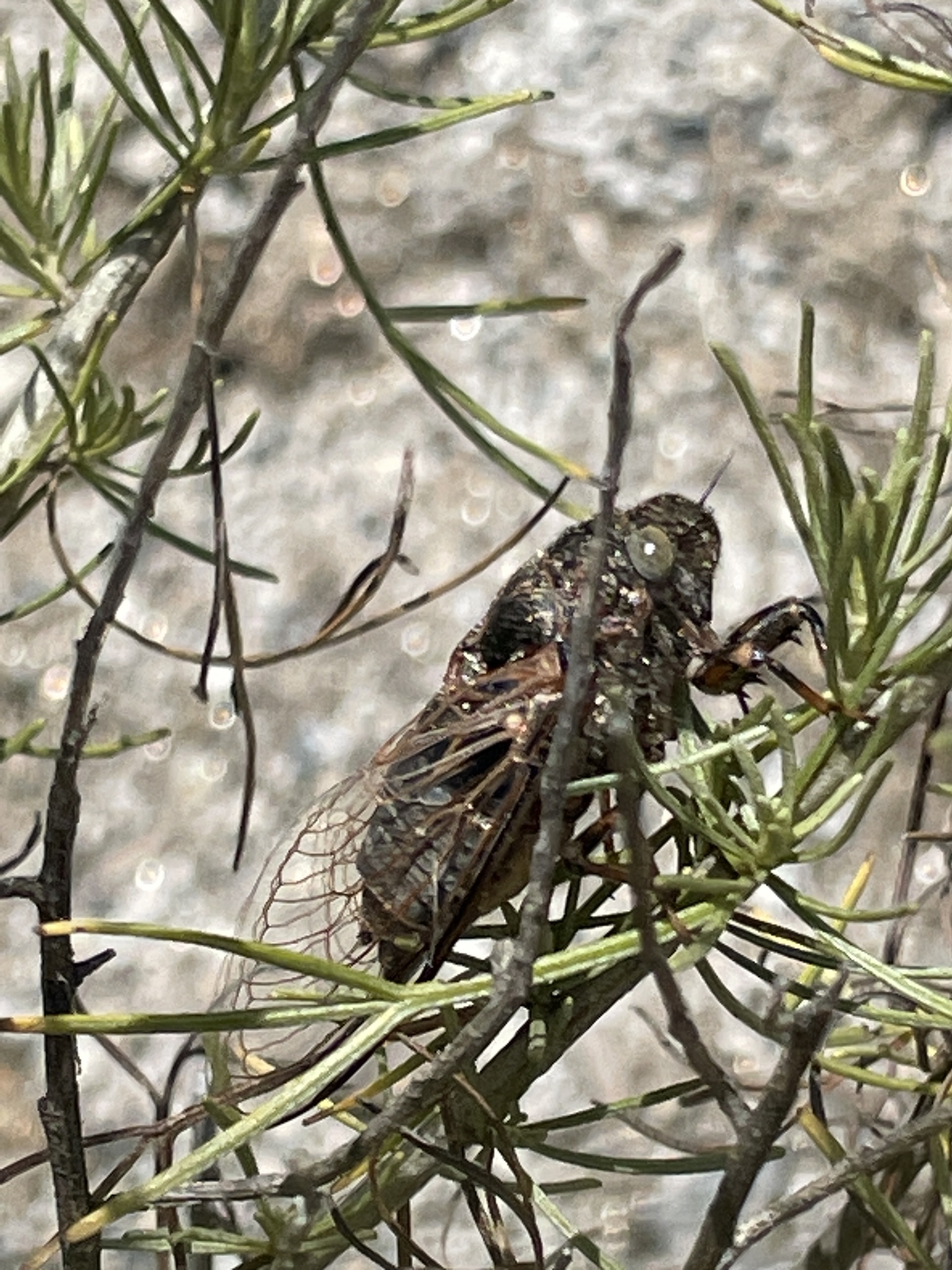 Okanagana Distant, 1905