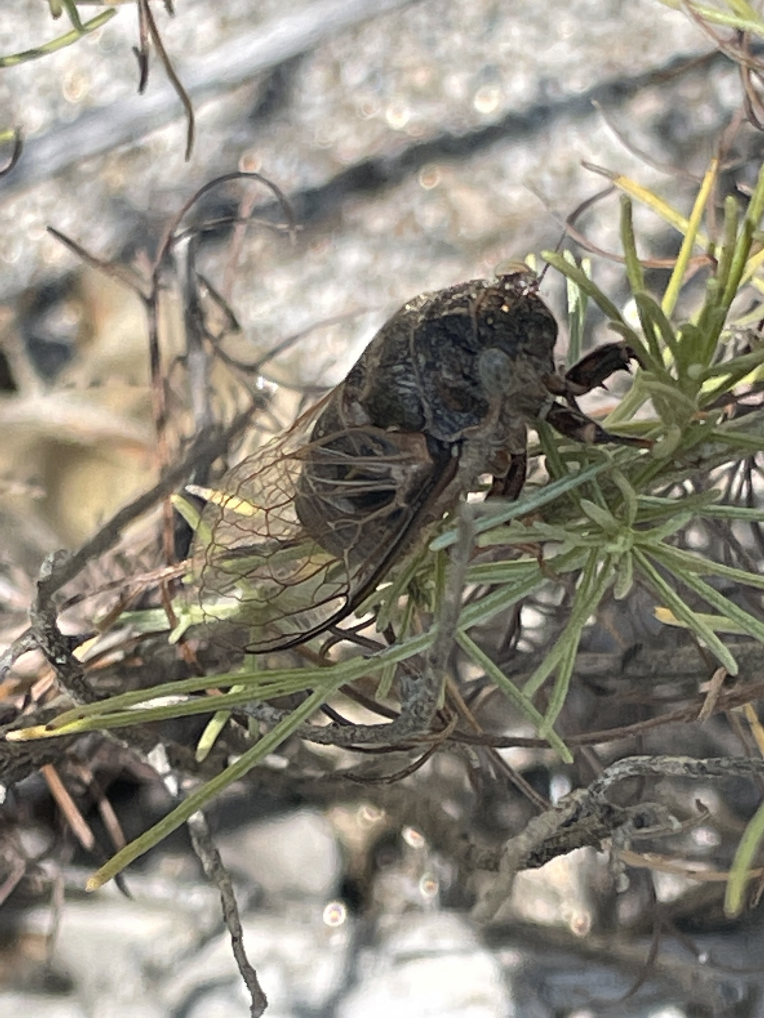 Okanagana Distant, 1905