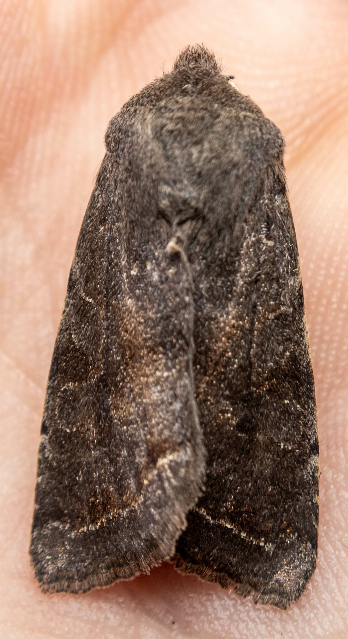 Orthosia incerta Hufnagel, 1766