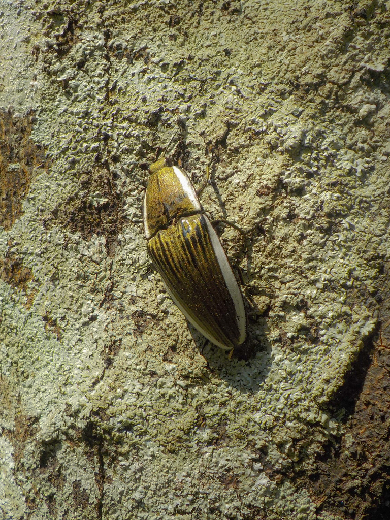 Chalcolepidius lafargi from Naranjos, Ver., México on May 21, 2023 at ...