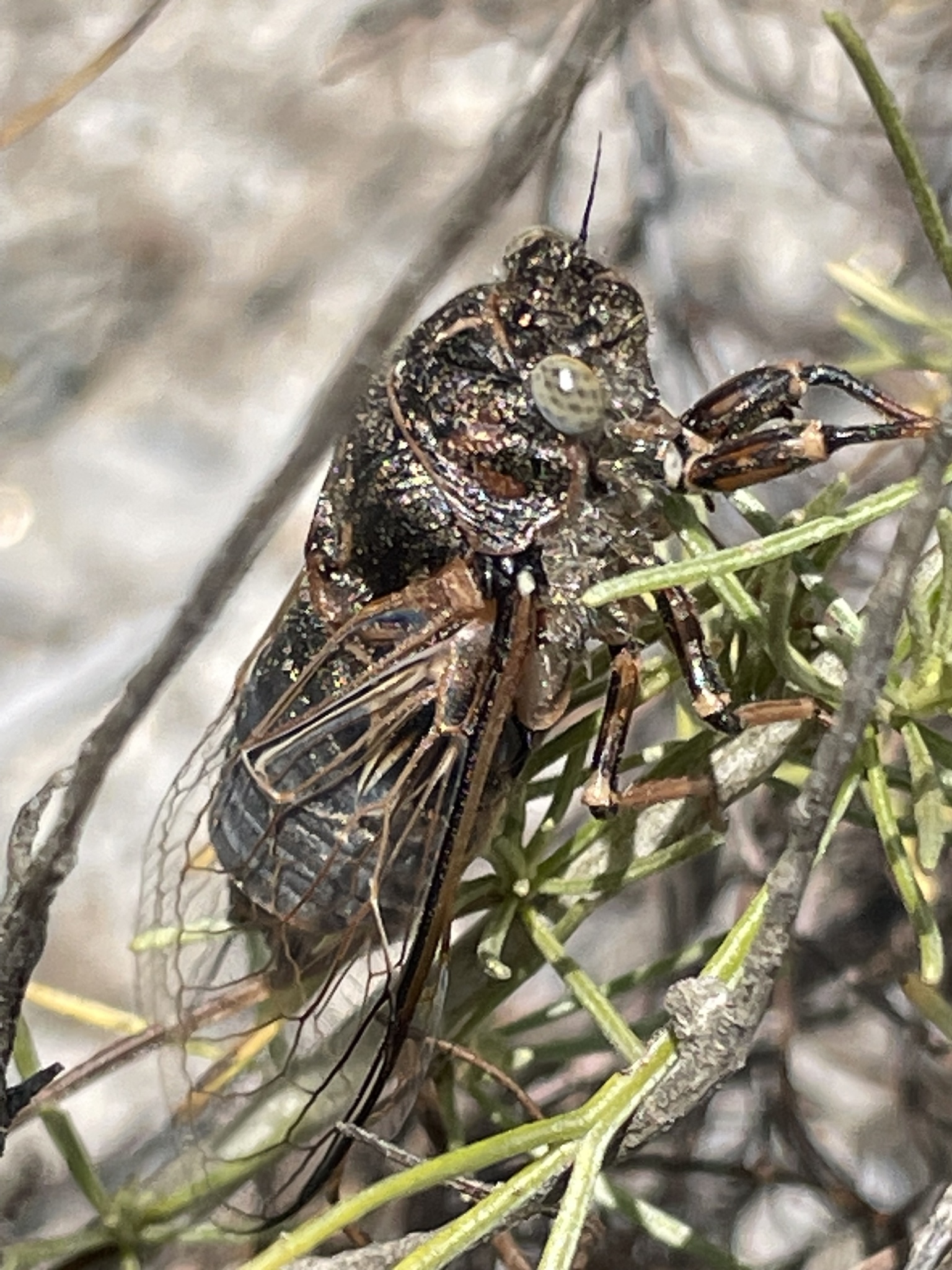 Okanagana Distant, 1905