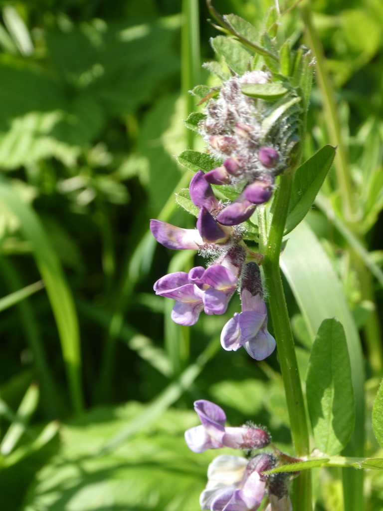 Bush Vetch from Low Burnhall (Woodland Trust), South Road, Durham, UK ...