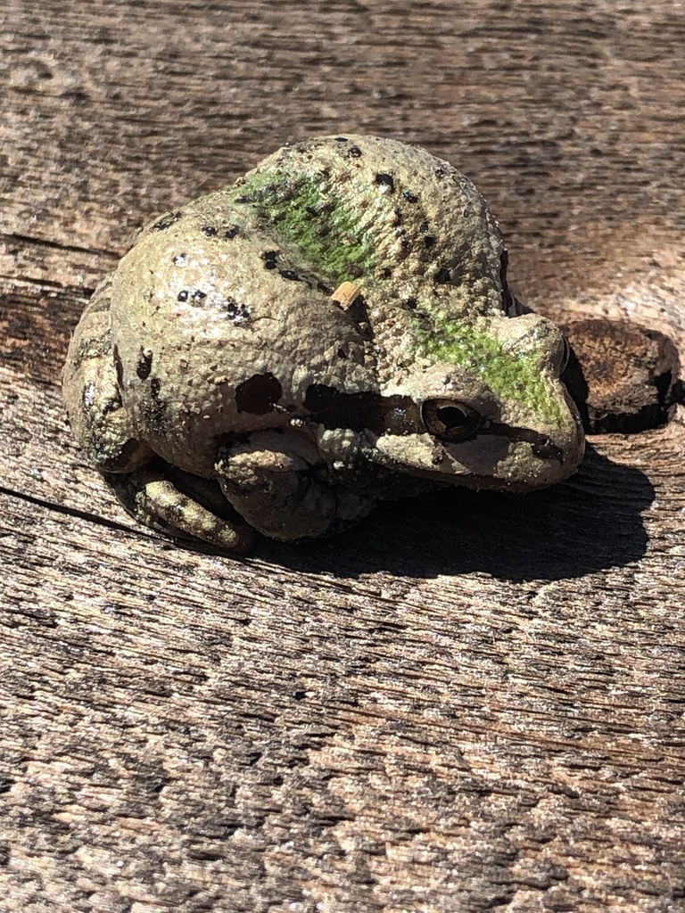 Sierran Tree Frog from S Mistyglen Ave, Boise, ID, US on April 10, 2023 ...