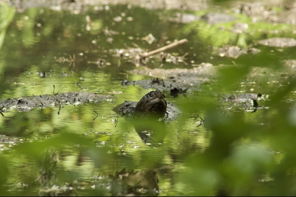 Common Snapping Turtle from Goodhue Park, New York, NY, US on May 22 ...