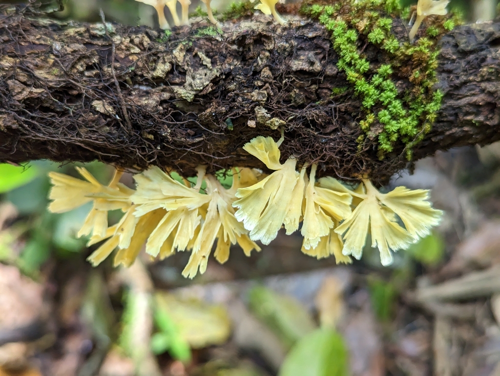 Cotylidia from 8WVH+GQP Parque Nacional Yasuní, Ecuador on May 17, 2023 ...