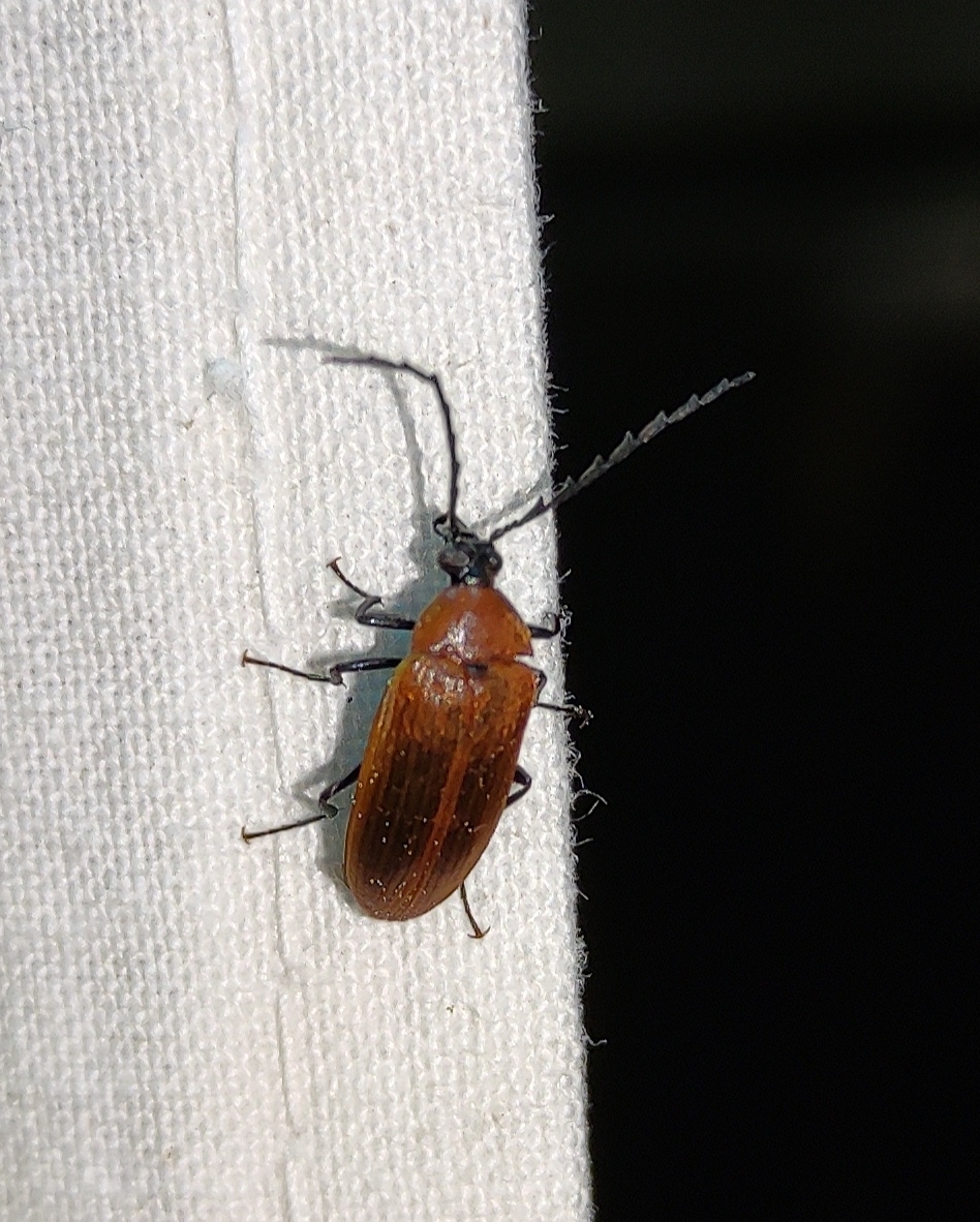 Pseudocistela ceramboides (Linnaeus, 1758)