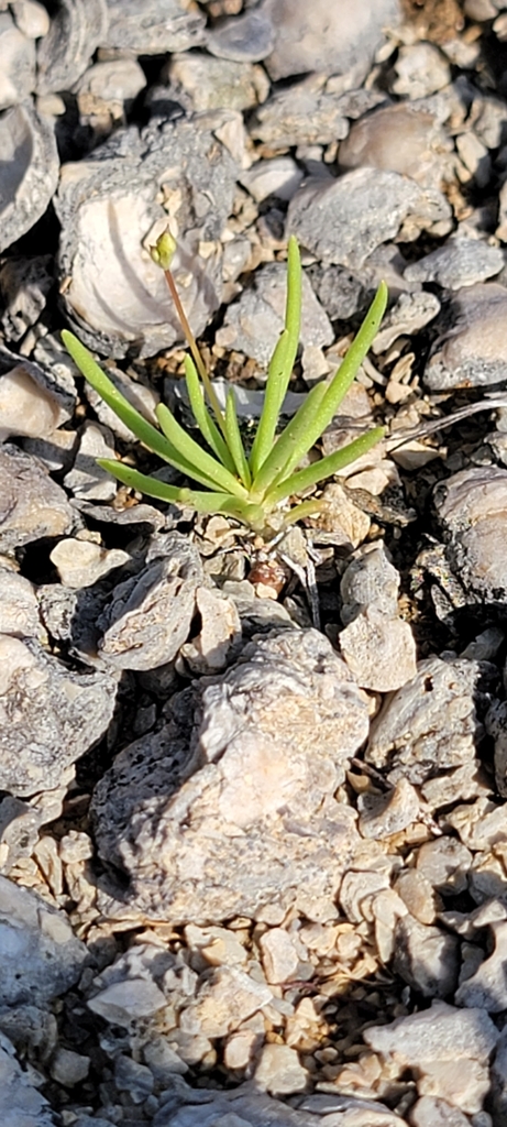 limestone fameflower from Alvord, TX 76225, USA on May 6, 2023 at 09:28 ...