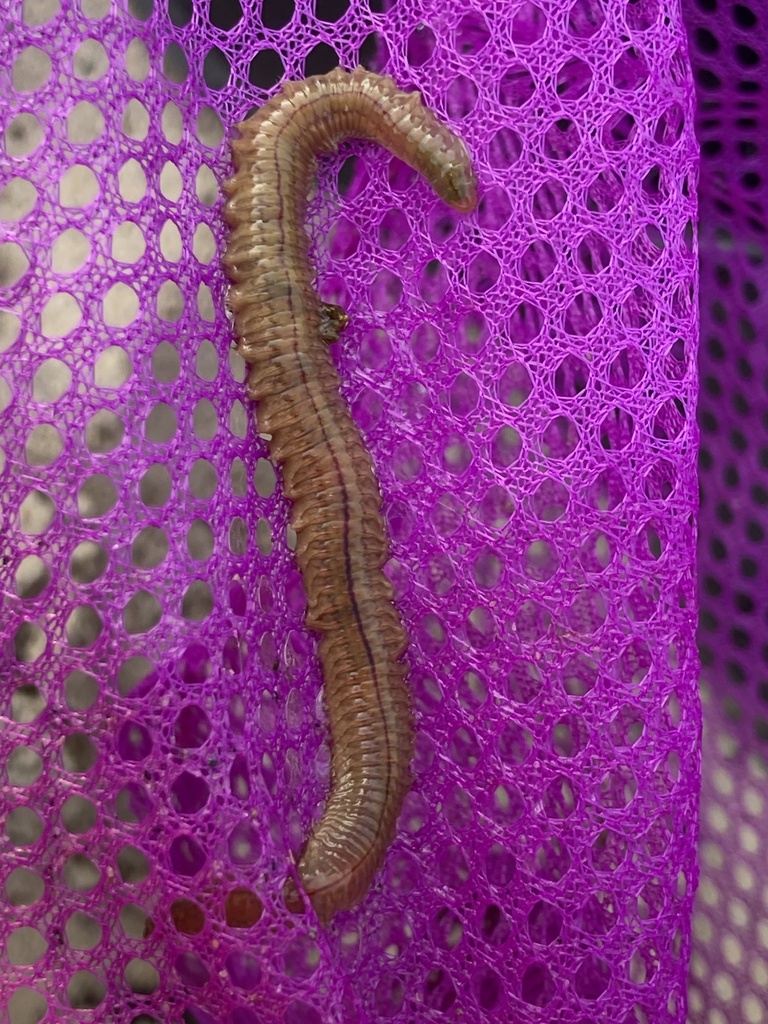 Ragworms and Allies from Dorset AONB, Swanage, England, GB on May 22 ...