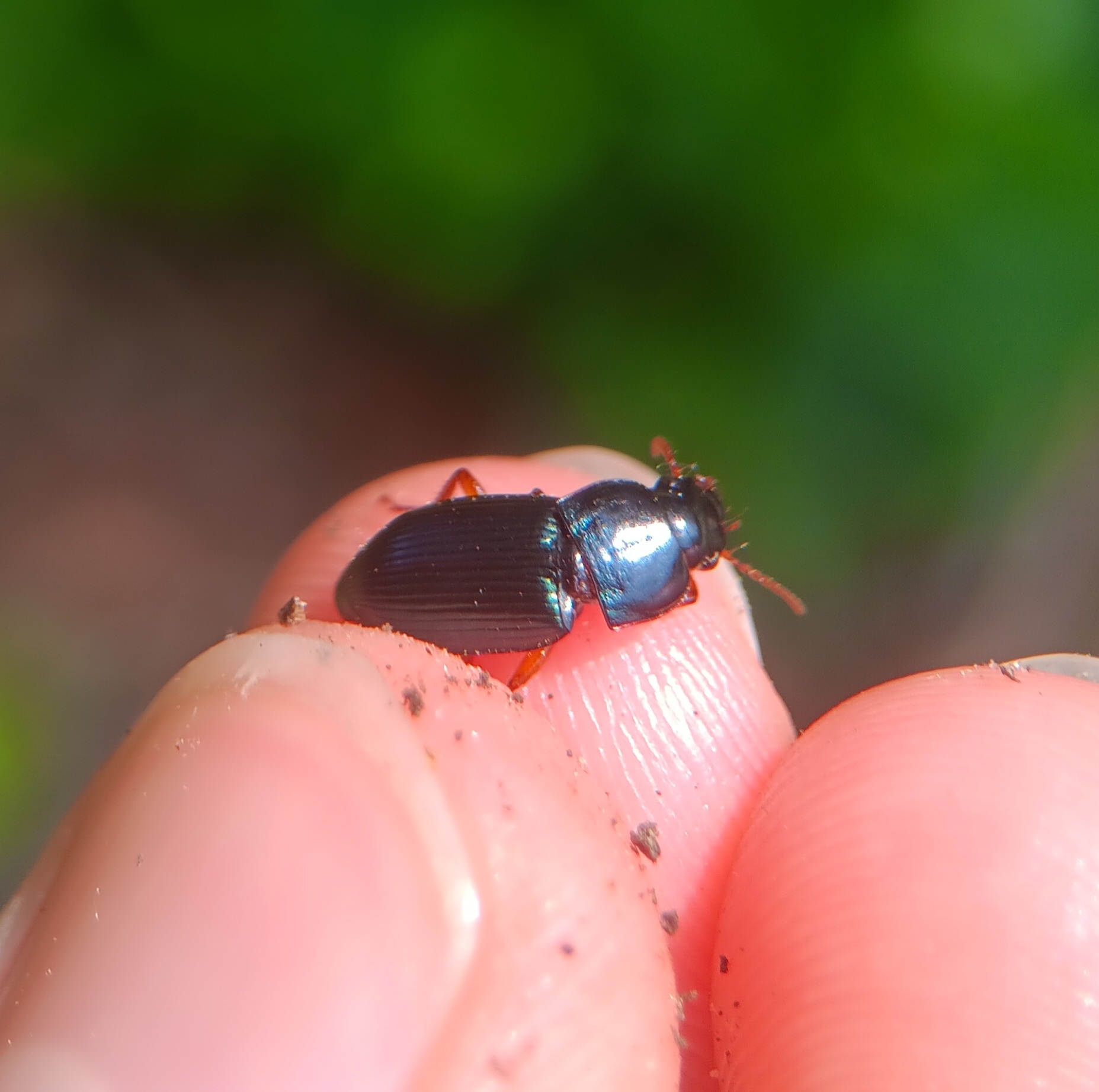 Harpalus rubripes (Duftschmid, 1812)