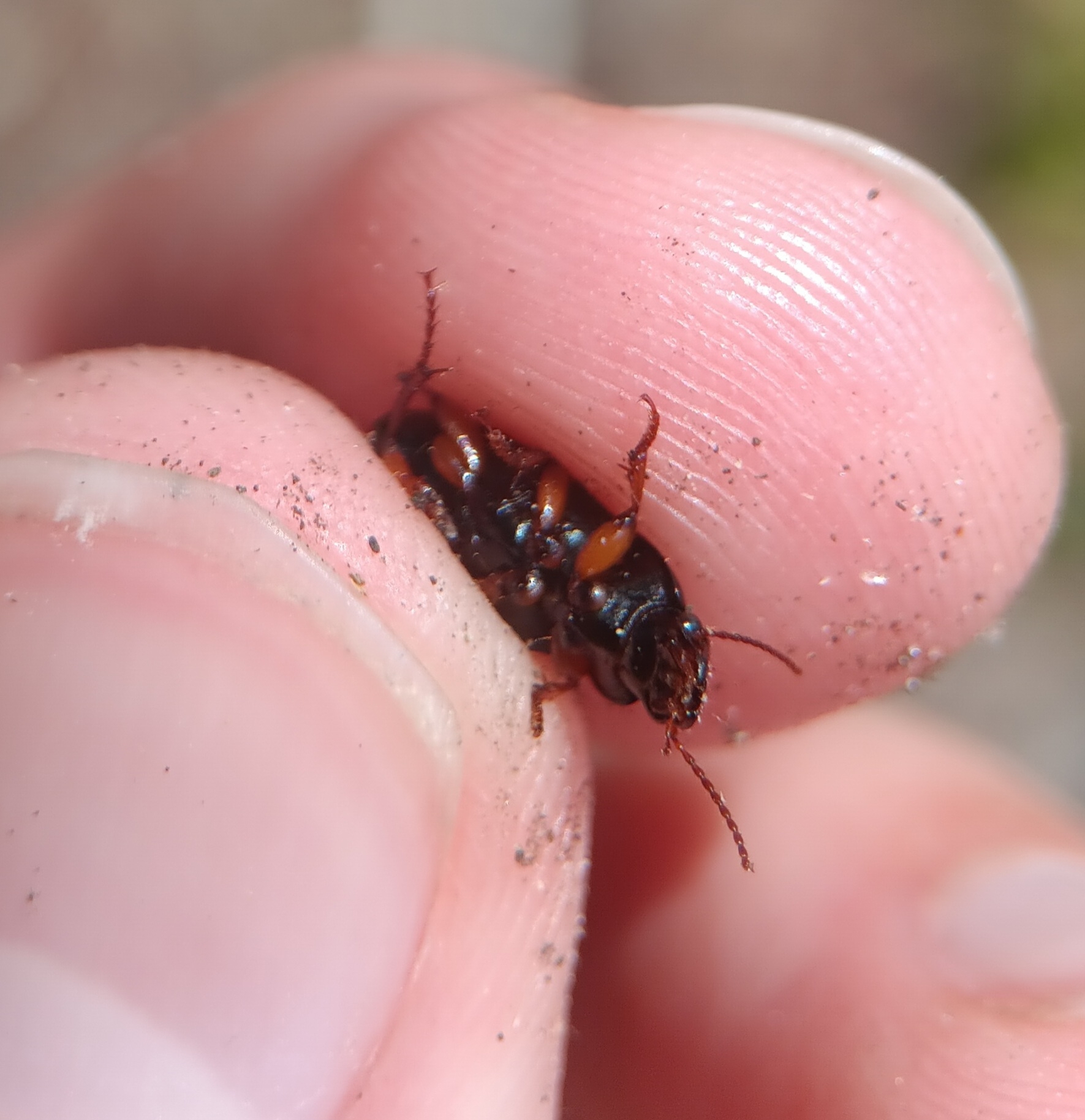 Harpalus rubripes (Duftschmid, 1812)