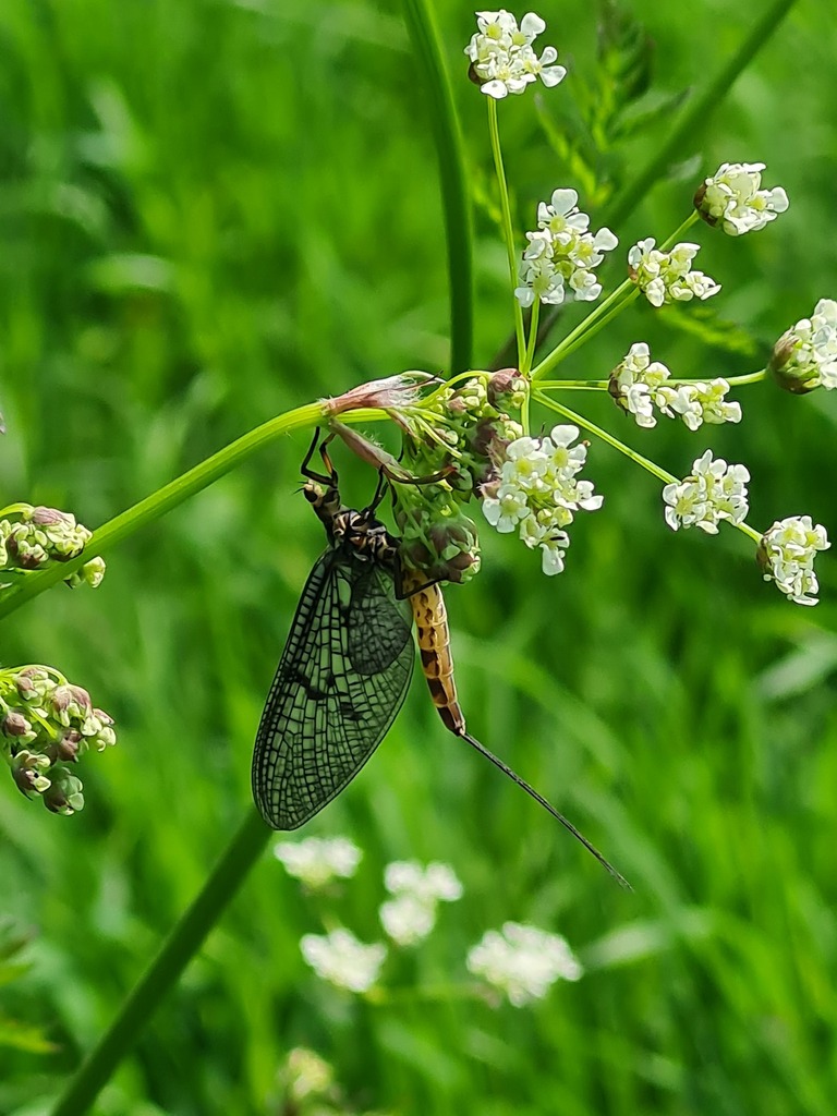 European Green Drake from Low Burnhall (Woodland Trust), South Road ...