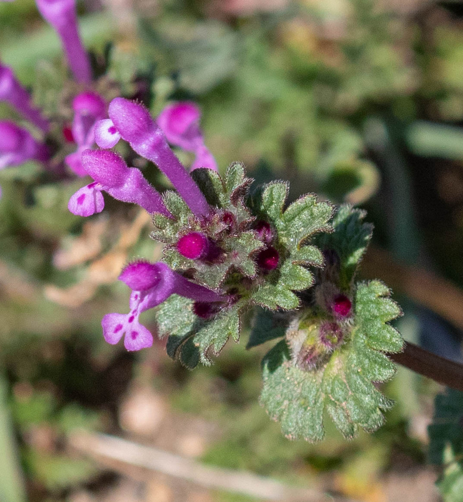 henbit deadnettle from San Diego County, CA, USA on April 9, 2023 at 01 ...
