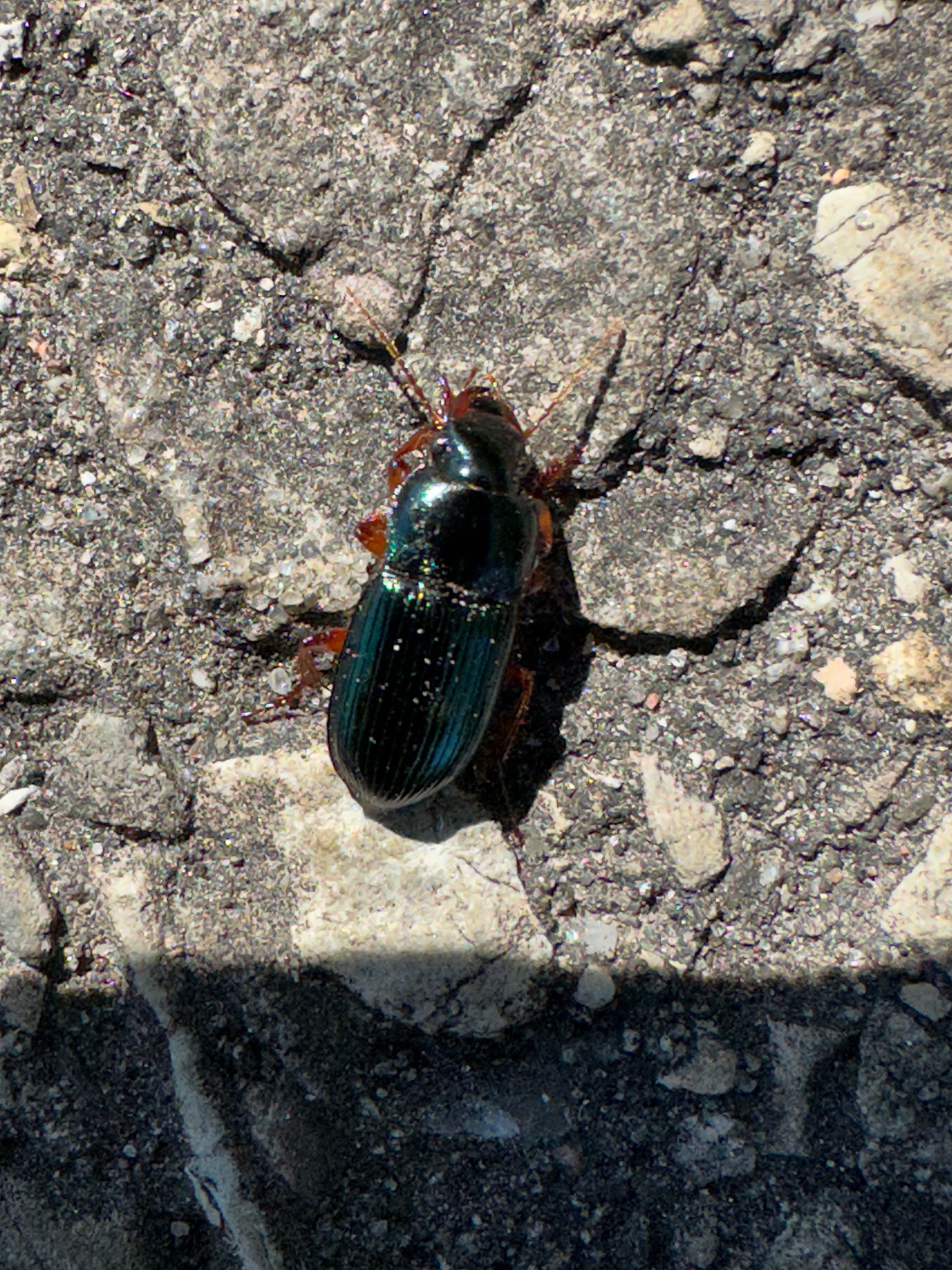 Harpalus rubripes (Duftschmid, 1812)