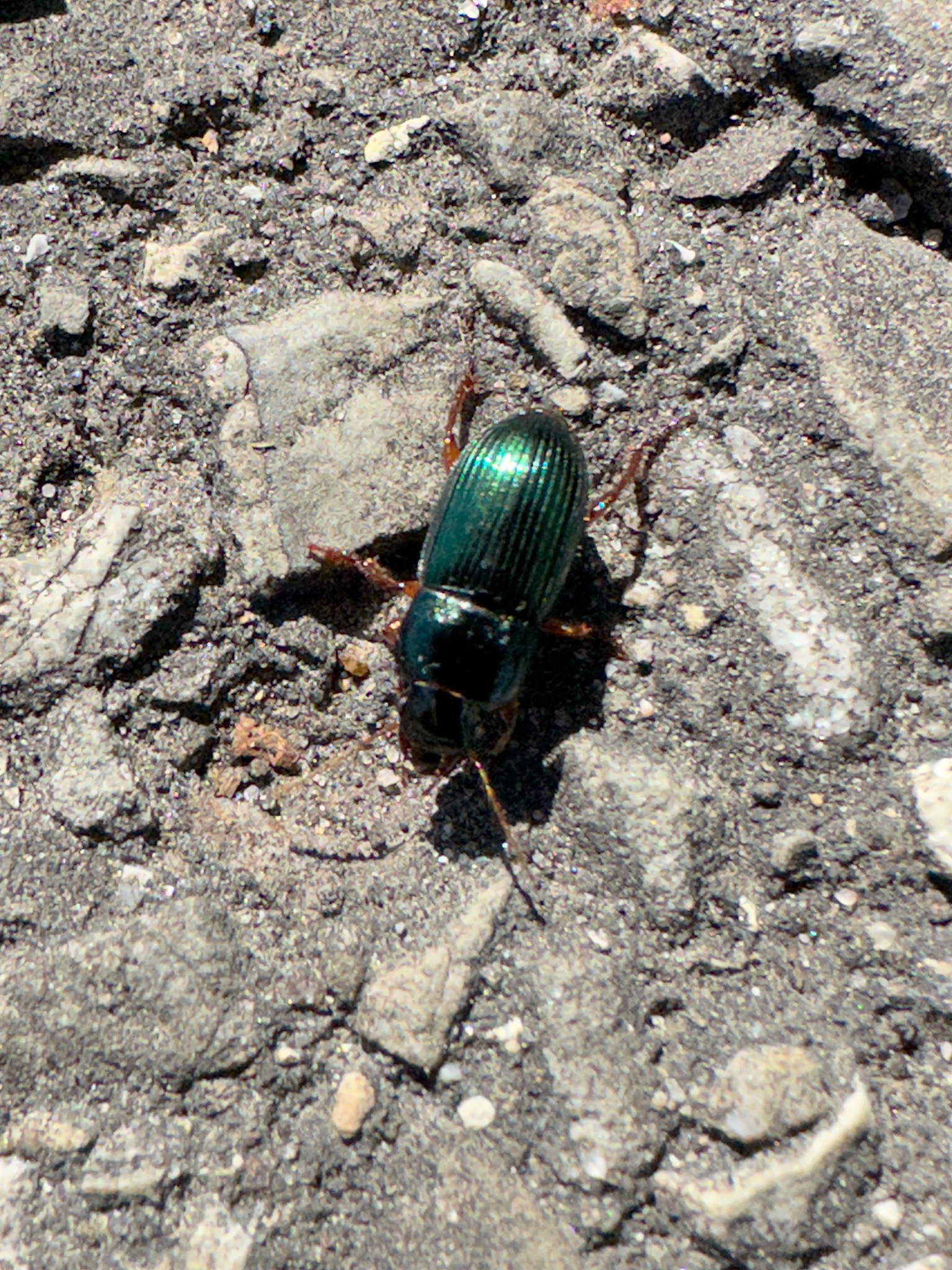 Harpalus rubripes (Duftschmid, 1812)