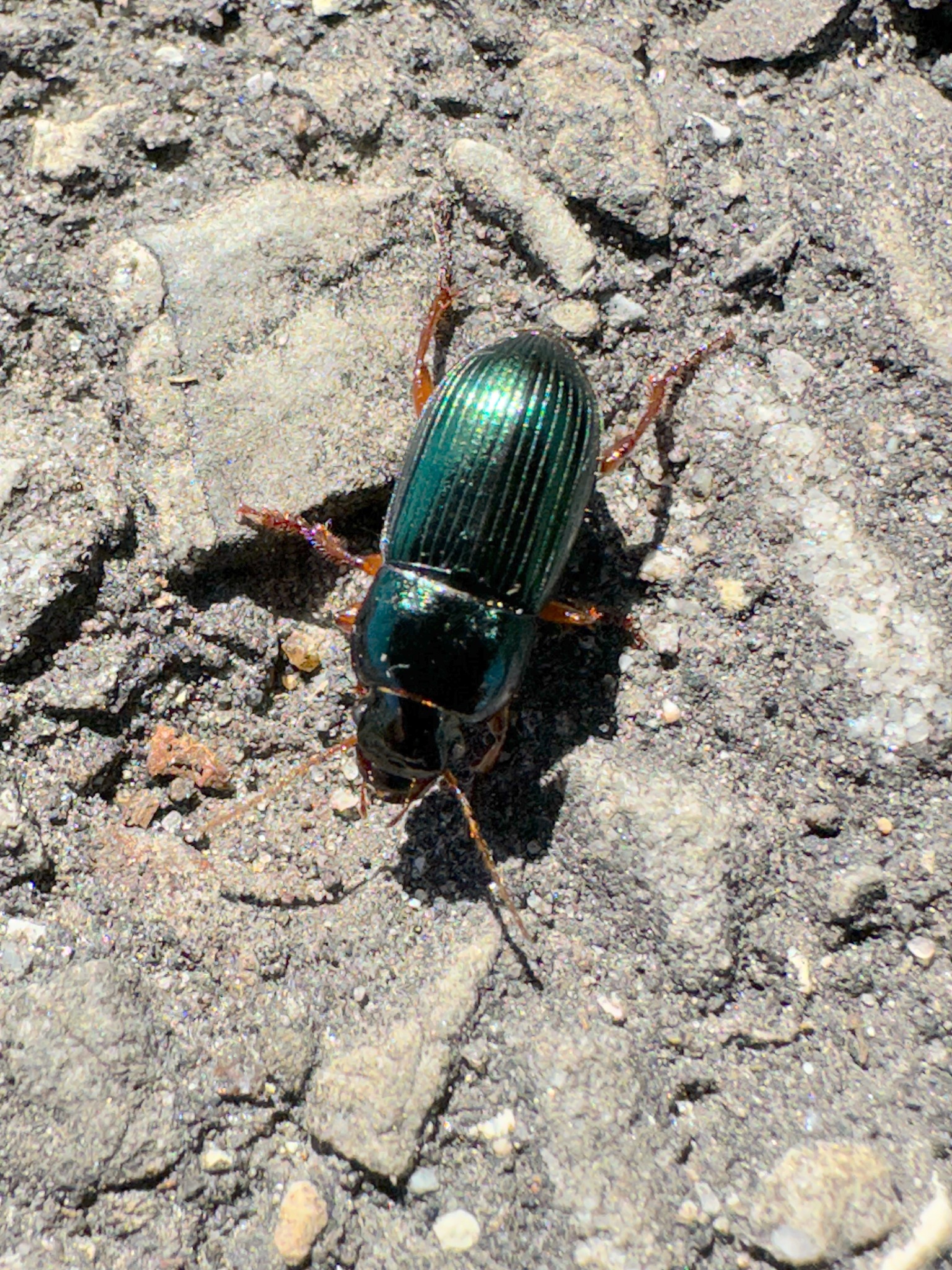 Harpalus rubripes (Duftschmid, 1812)