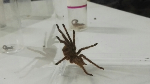 Trinidad Olive Tarantula (Holothele incei) · iNaturalist