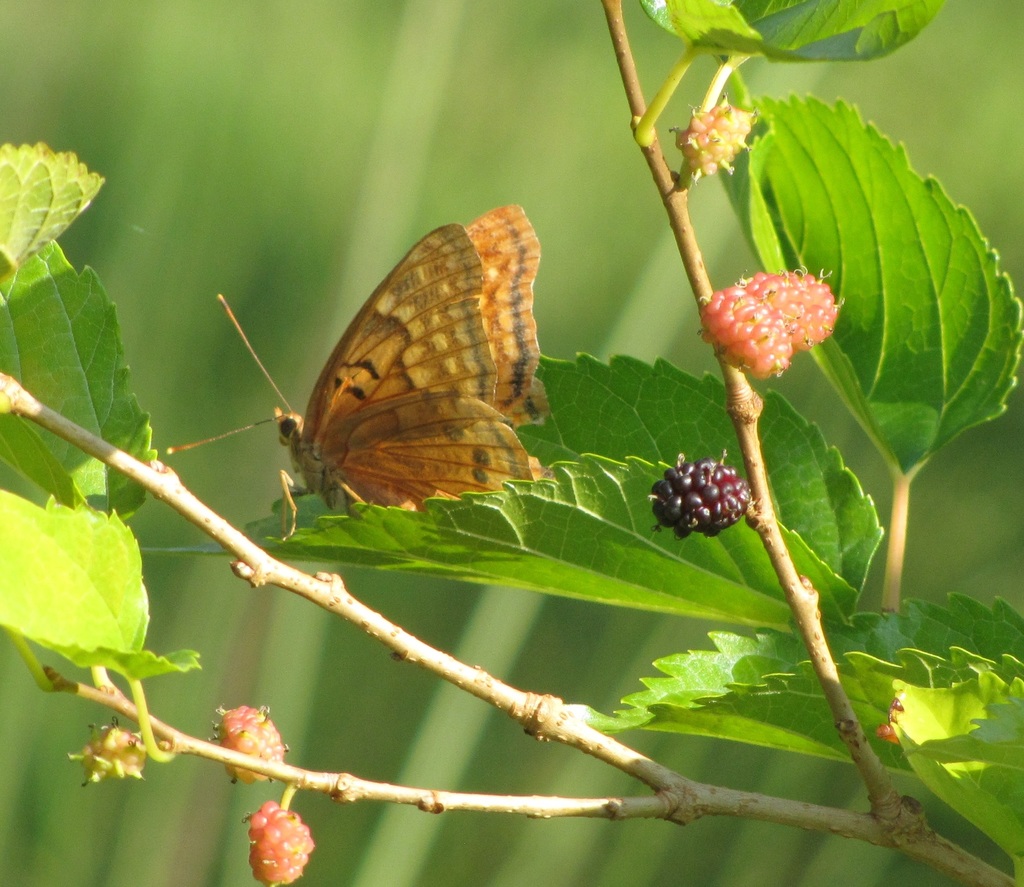 Tawny Emperor from Long Key Natural Area, FL on April 11, 2011 by ...