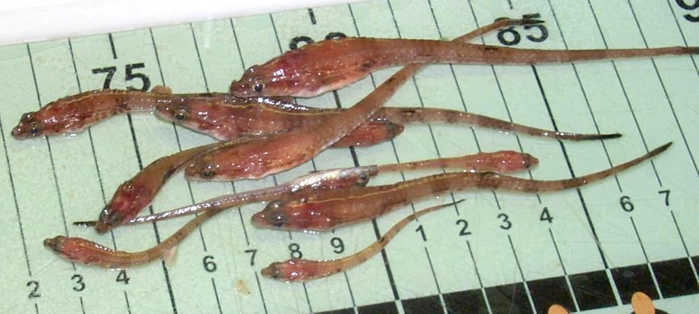 Alligatorfish (Aspidophoroides monopterygius) - Marine Life Identification