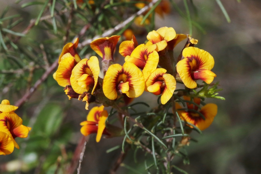 Grey Parrot-pea (Mornington Railway Reserve) · BioDiversity4All