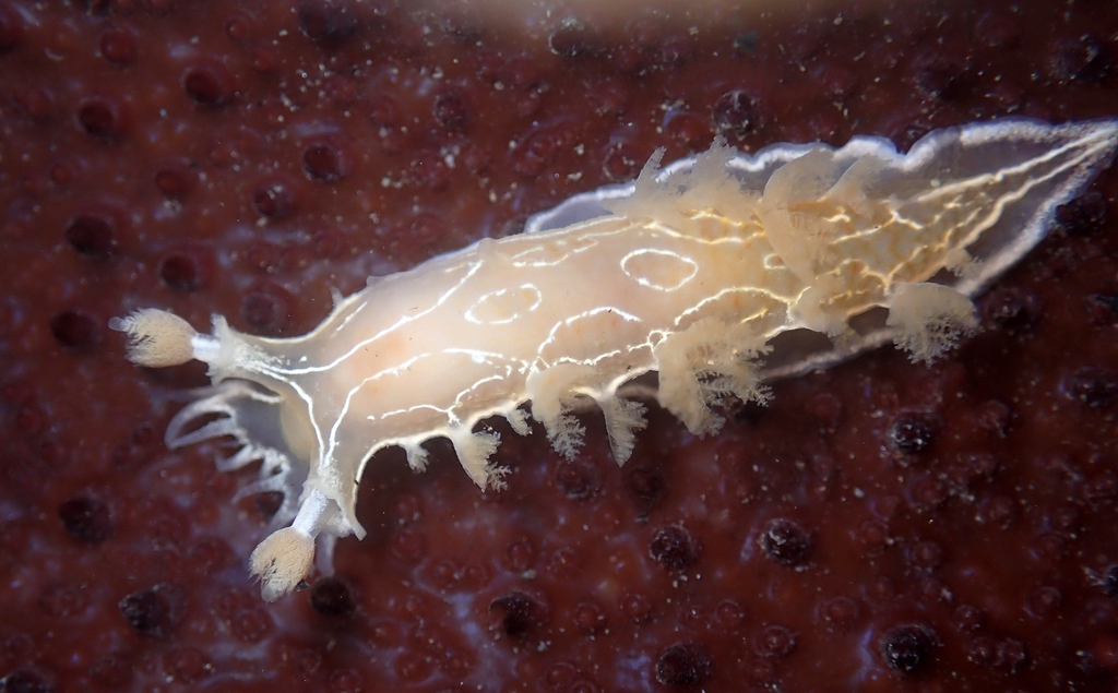 Festive Tritonid in May 2023 by Robin Gwen Agarwal · iNaturalist