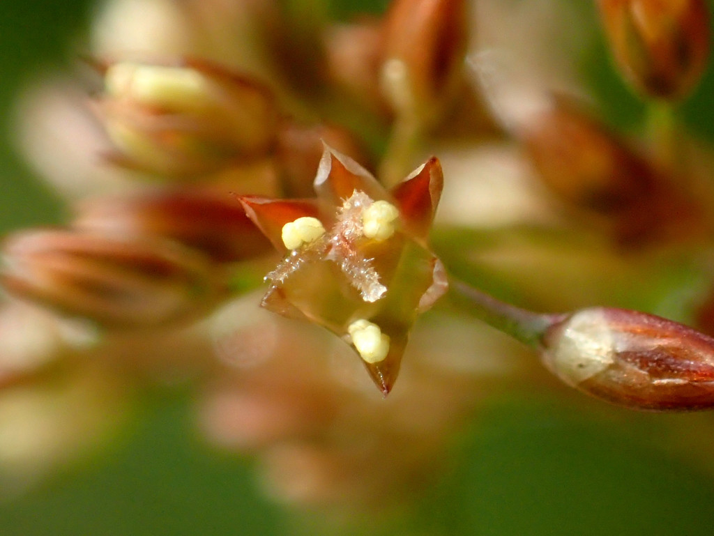 Junca (Plantas de Costa Rica asociadas a ecositemas de Humedal ...