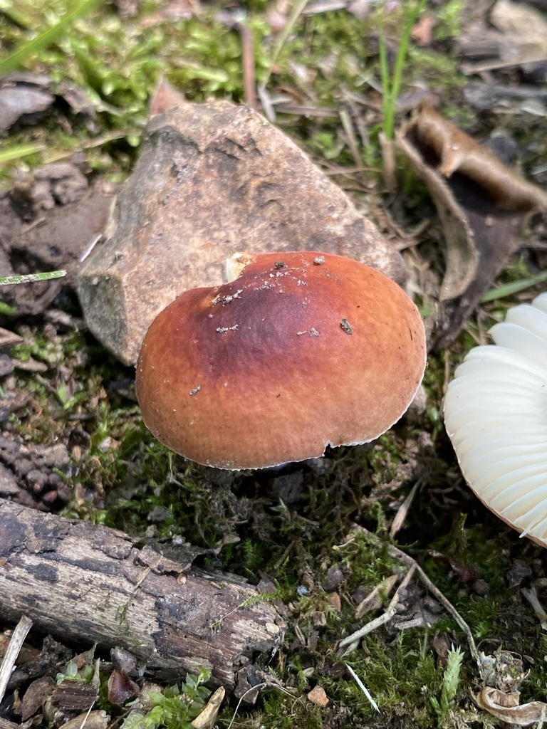 Russula in May 2023 by jim · iNaturalist