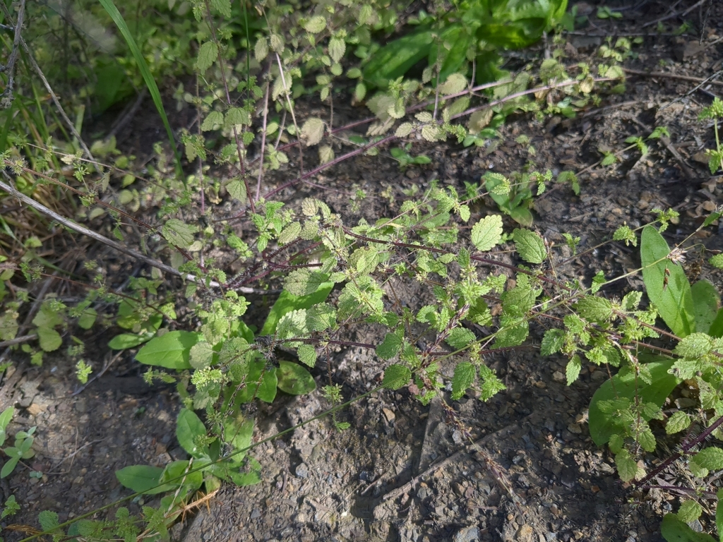 Western nettle in May 2023 by Rose Ashbach · iNaturalist