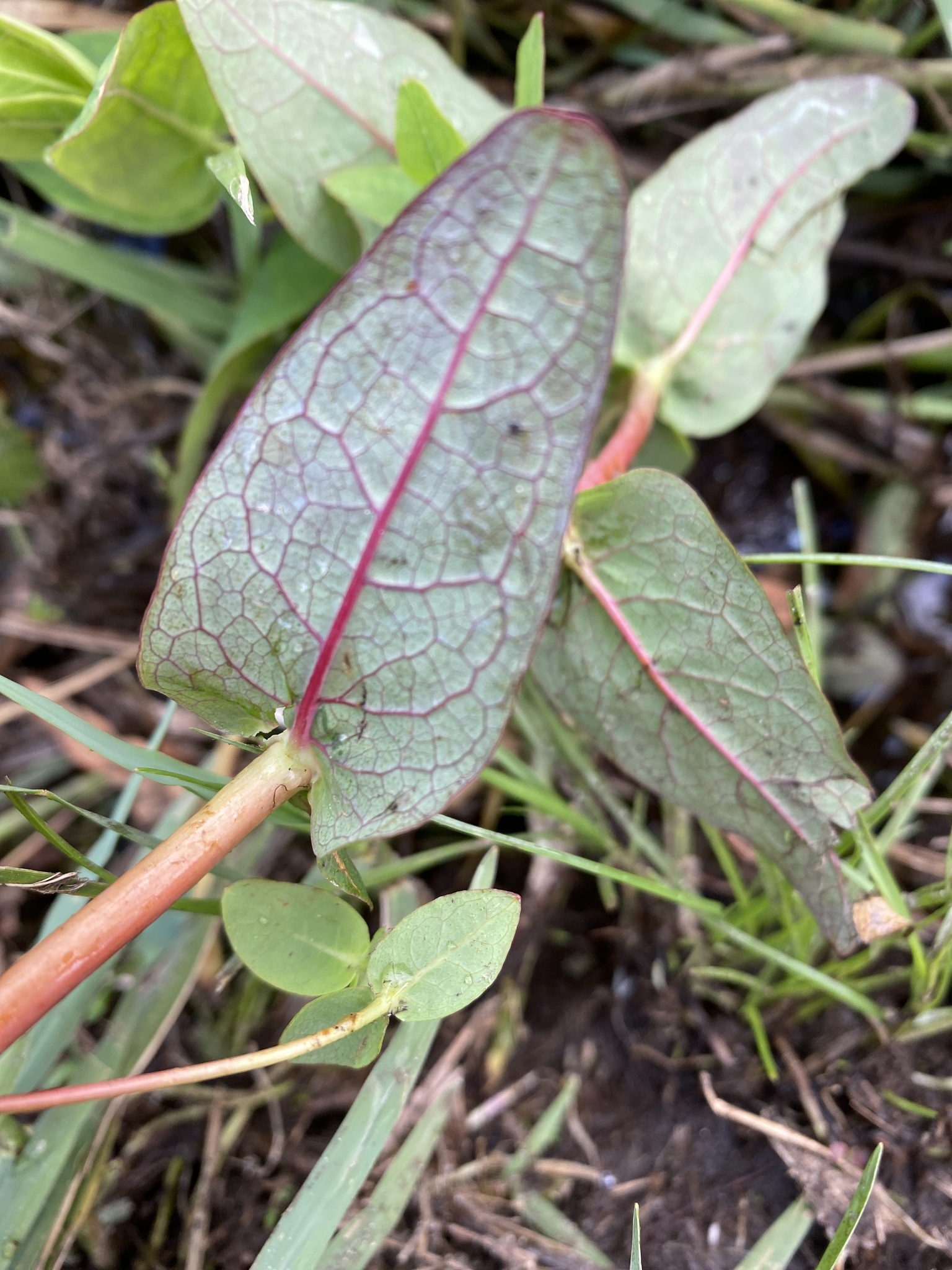 Hypericum virginicum L.