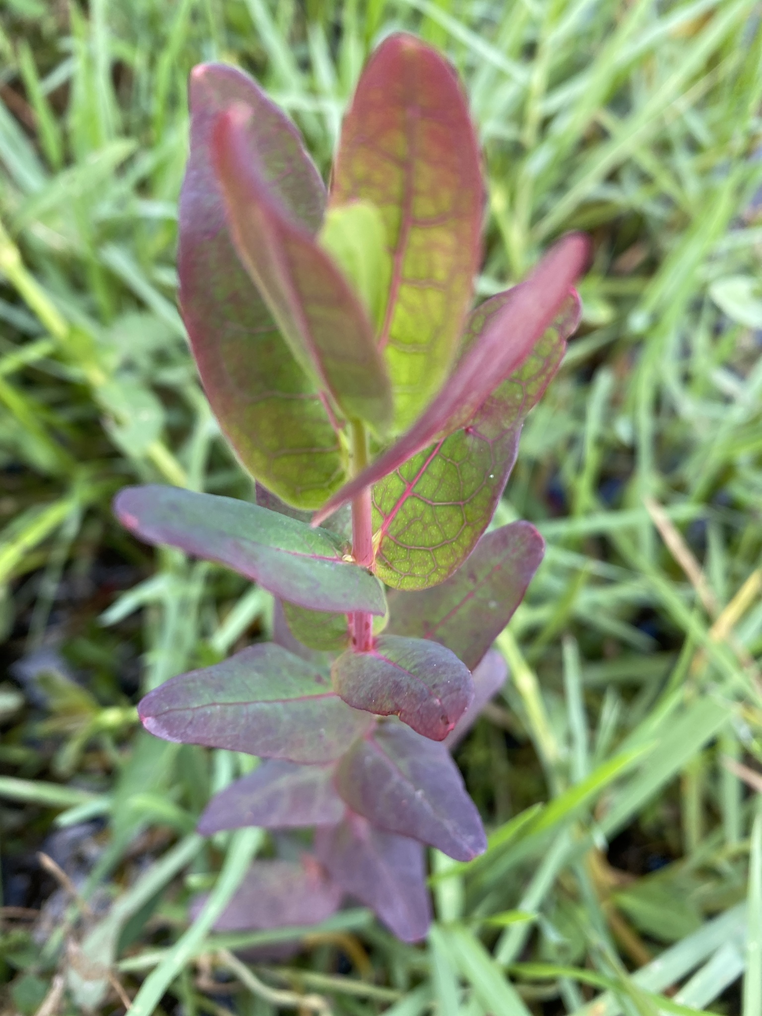 Hypericum virginicum L.