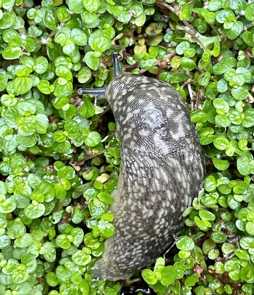 Yellow Cellar Slug from Country Park Rd, Salinas, CA, US on May 22, 2023 at 03:14 PM by Irene ...