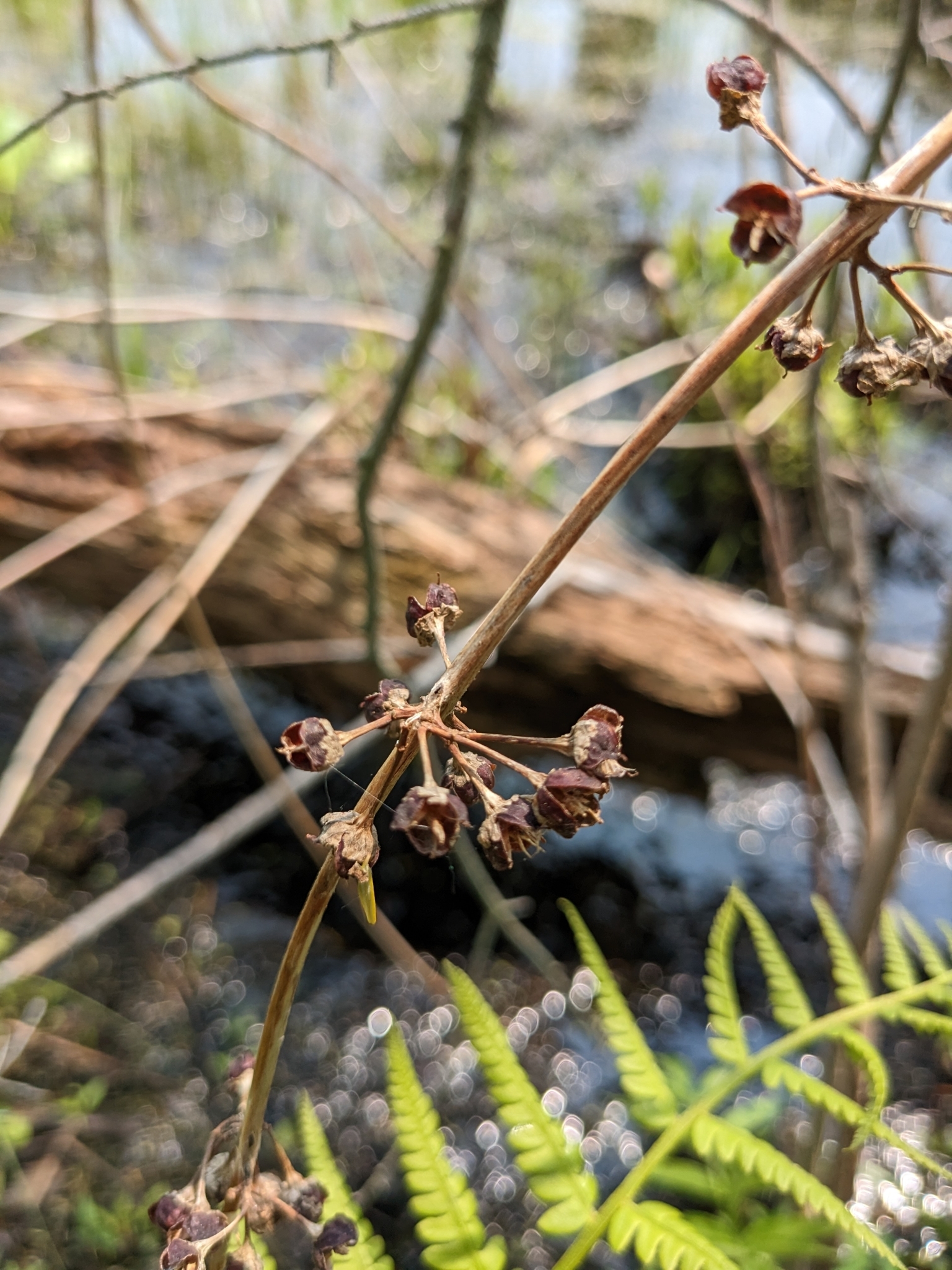 Decodon verticillatus (L.) Elliott